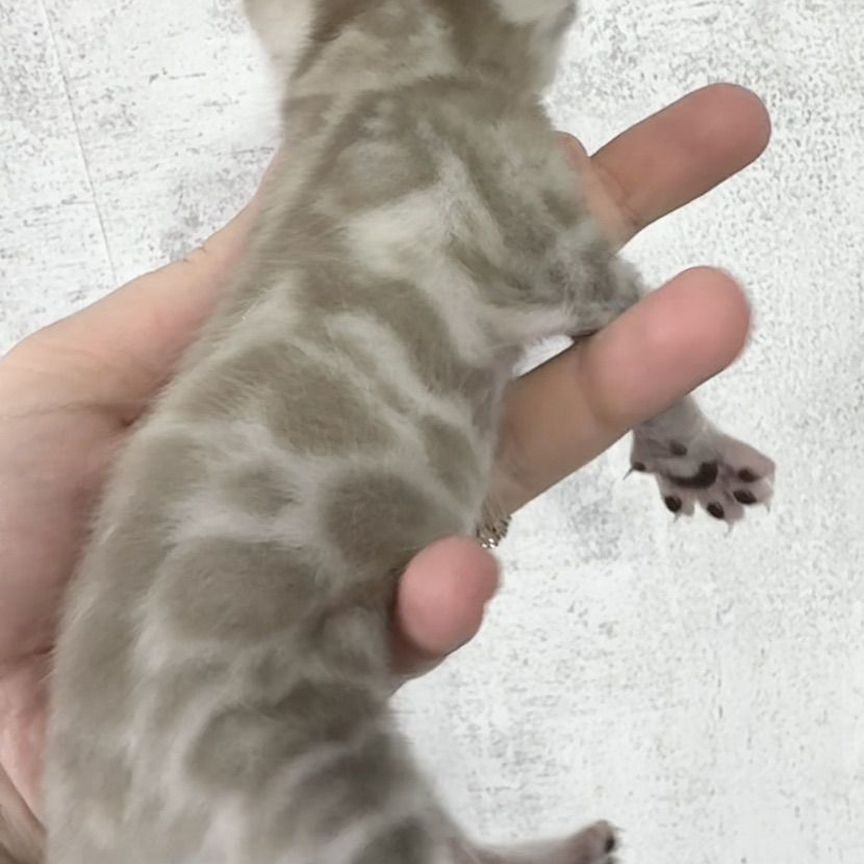 Продам котенка