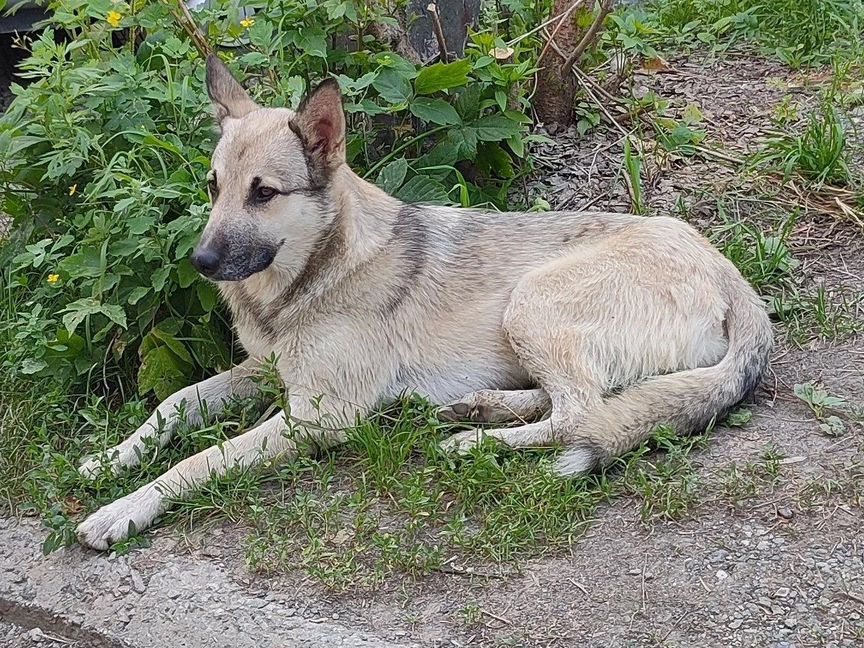 Собака пропадает на улице