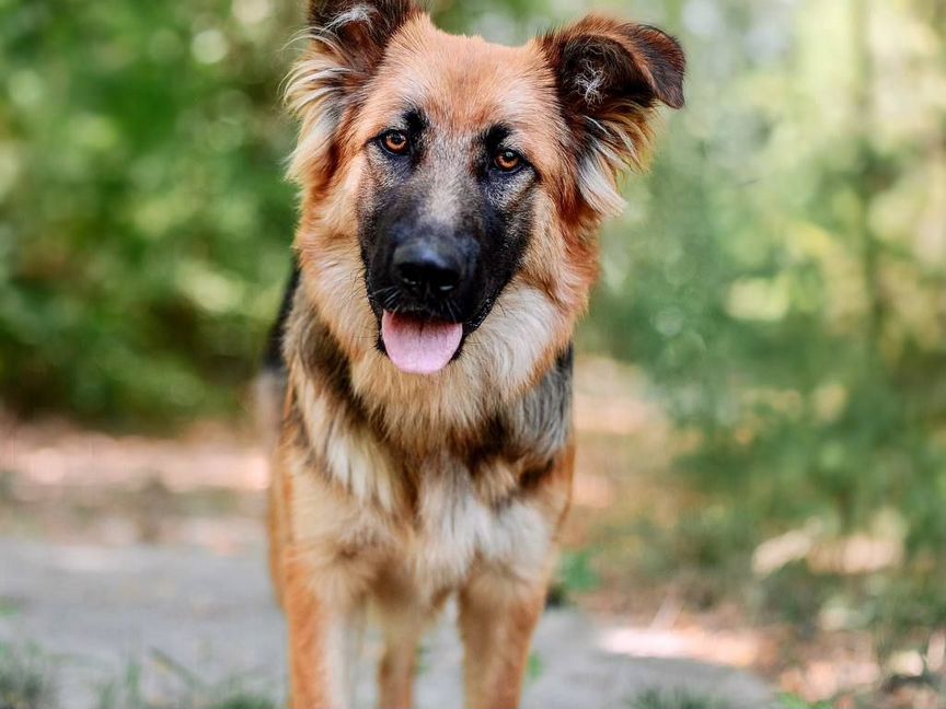 Байкал метис немецкой овчарки в добрые руки