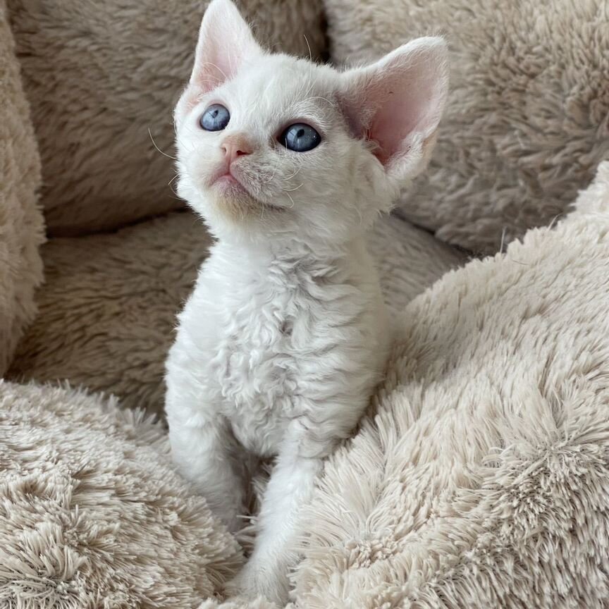 Котята Девон-рекс