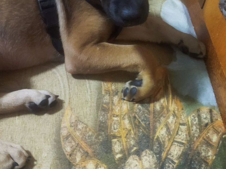 Собаки щенки