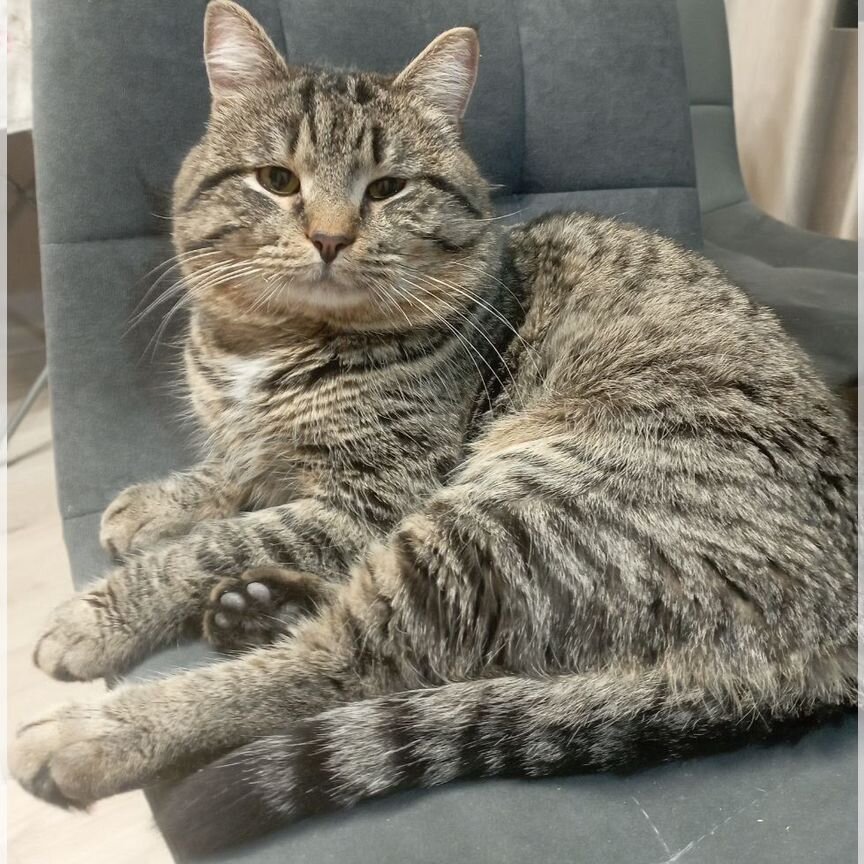 Взрослый кот в добрые руки