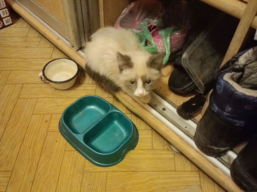 Очень красивый котенок котик ищет хозяев