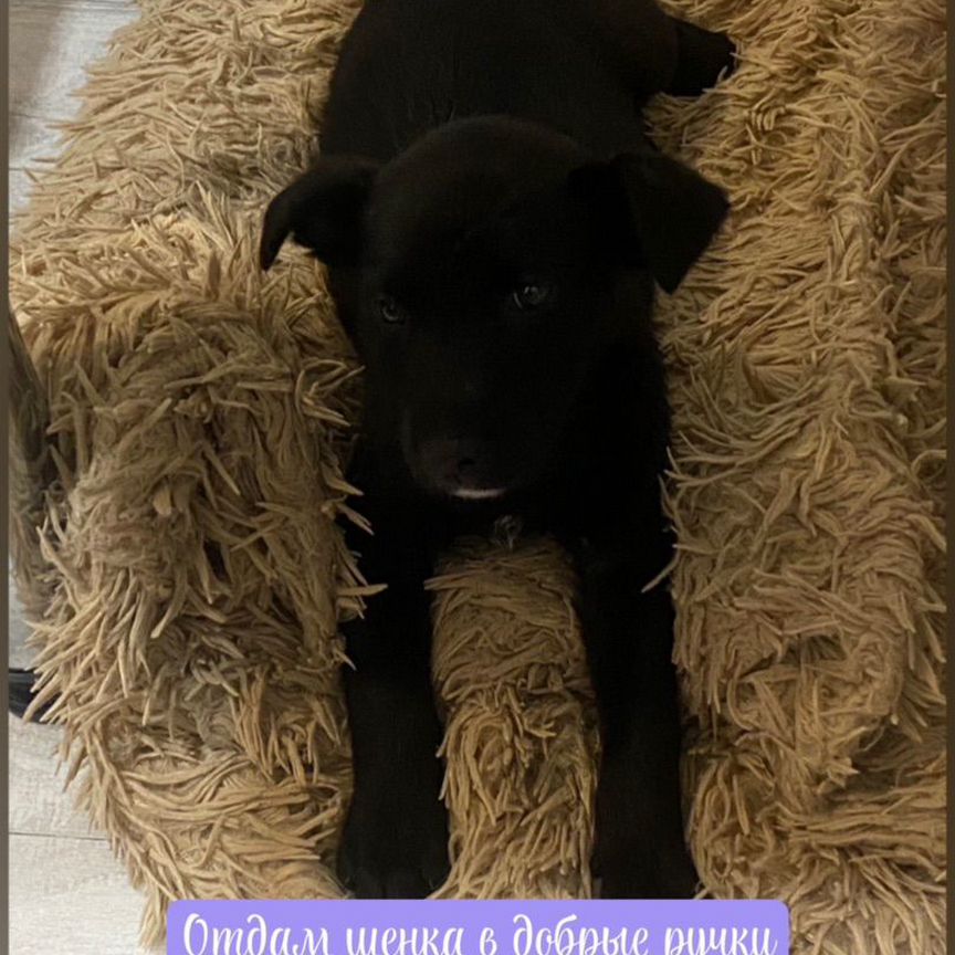 Собака в добрые руки