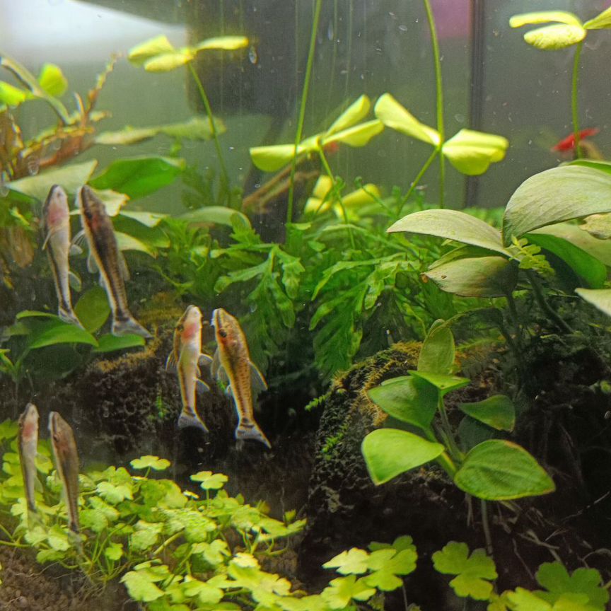 Отоцинклюсы, неокардины