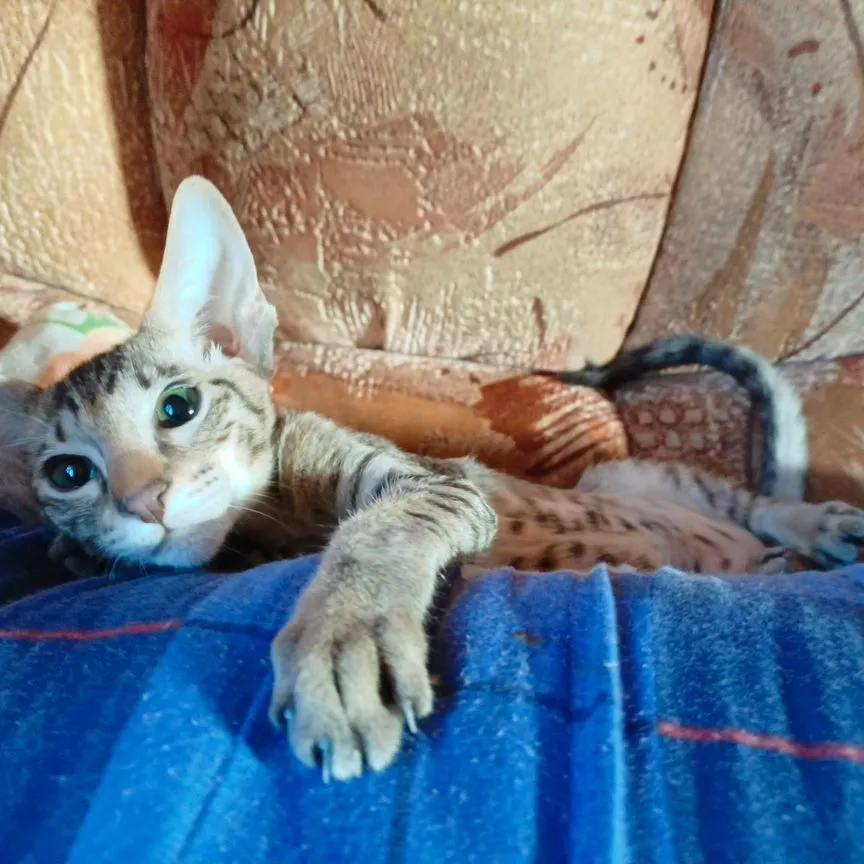 Ориентальные котята