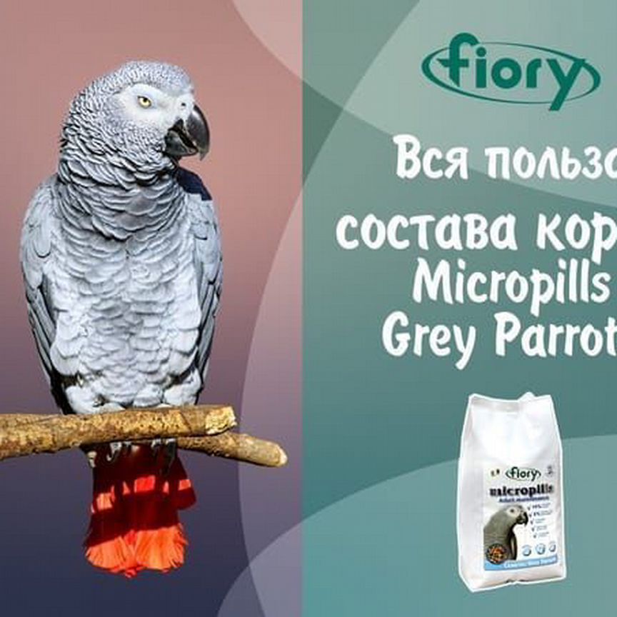 Большая птица