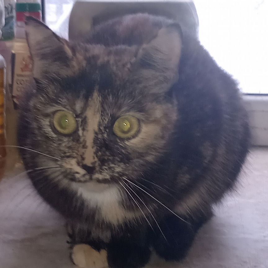 Кошечка