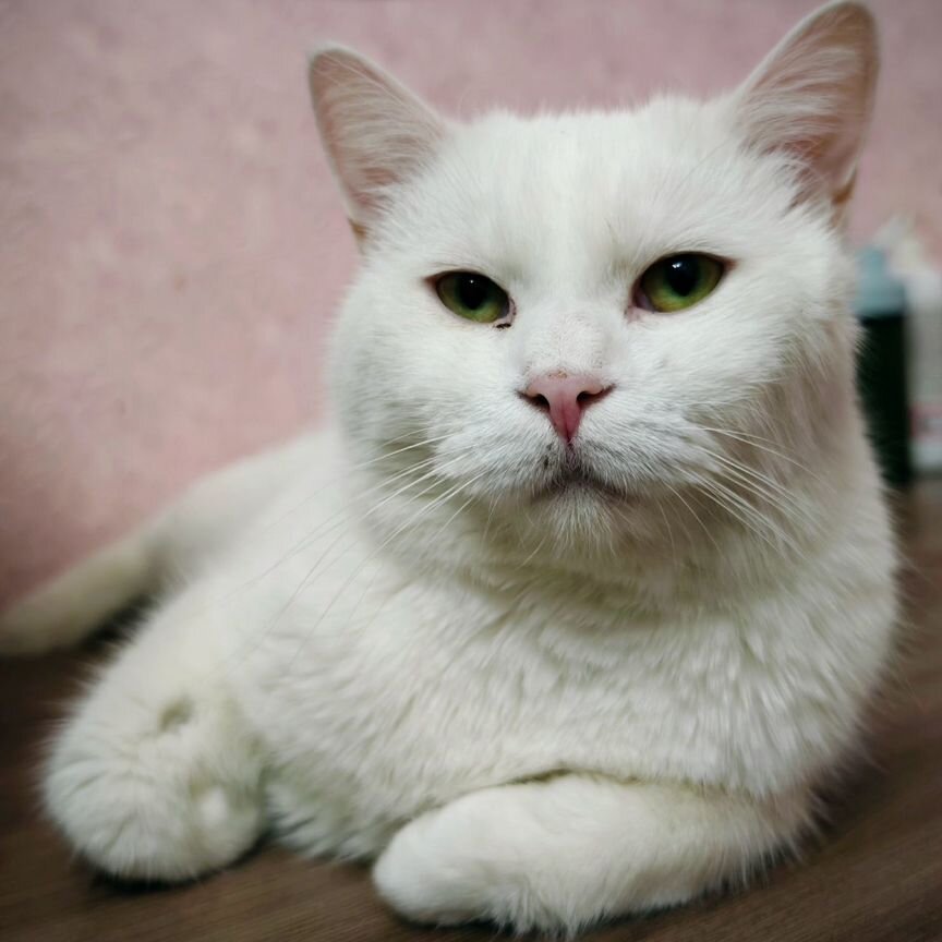 Белый котик в добрые ручки