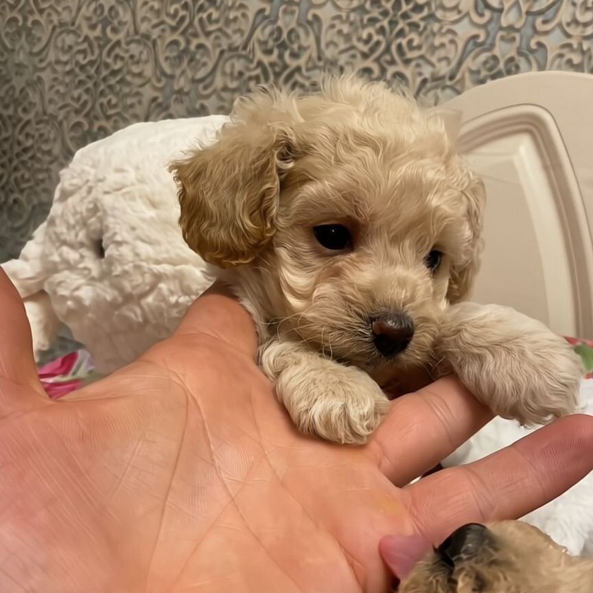 Мальтипу, щенок