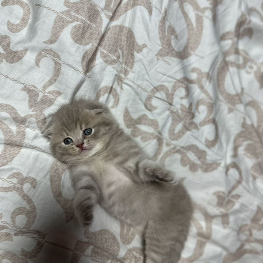 Котенок