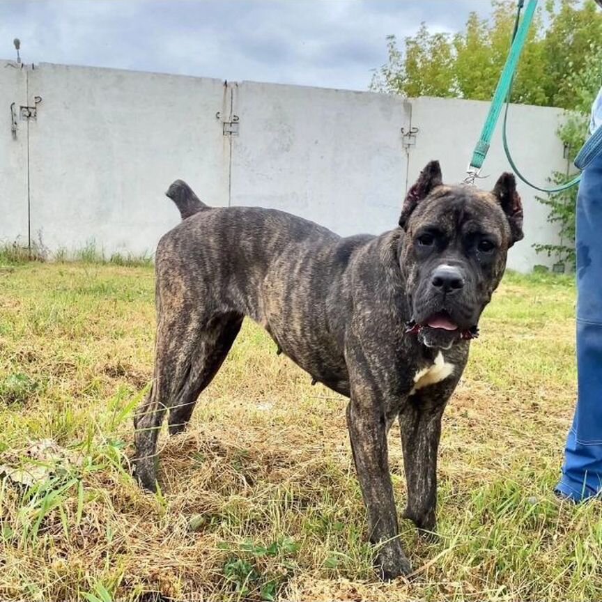 Собака в добрые руки. Зена