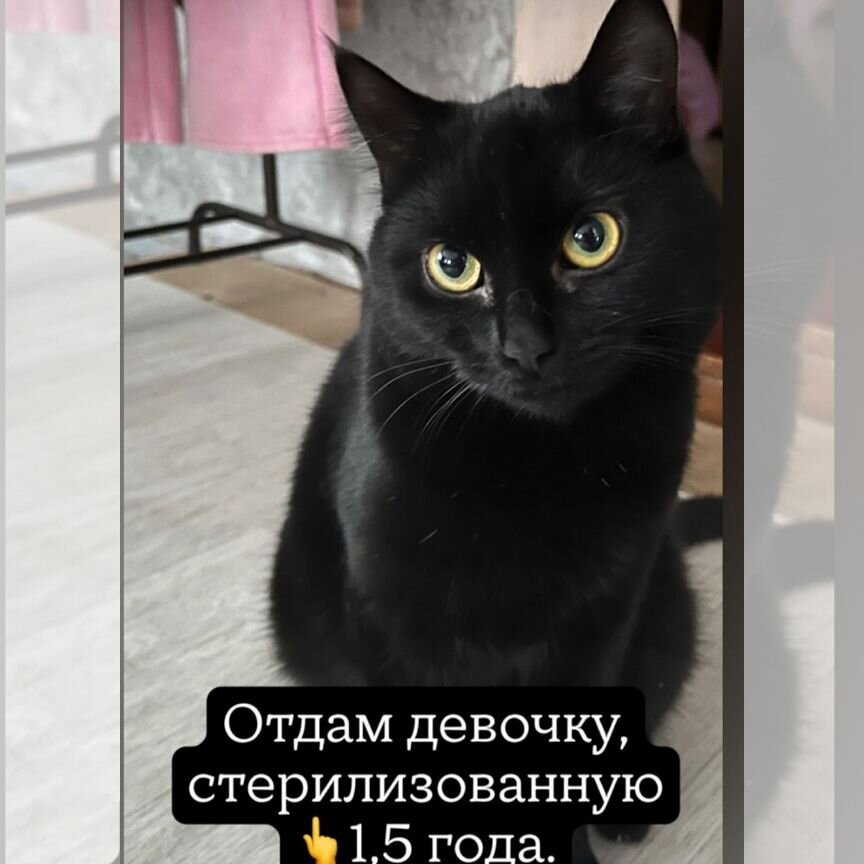 Котёнок в добрые руки