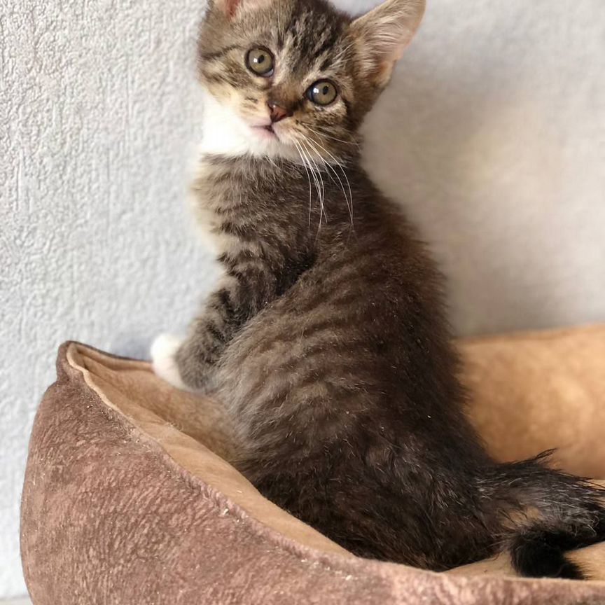 Котёнок Пион