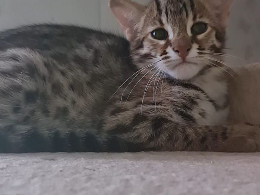 Бенгальская кошка Ф1