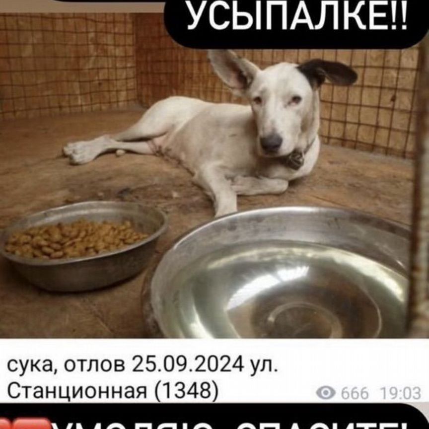 Спасите собаку с усыпалки