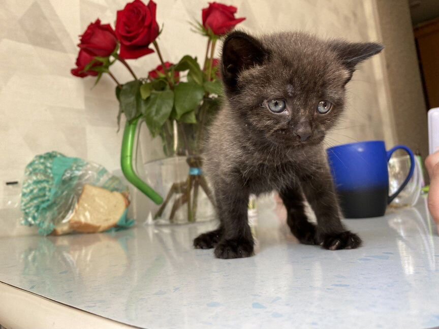 Котята смесь 3хцветки и сиамки