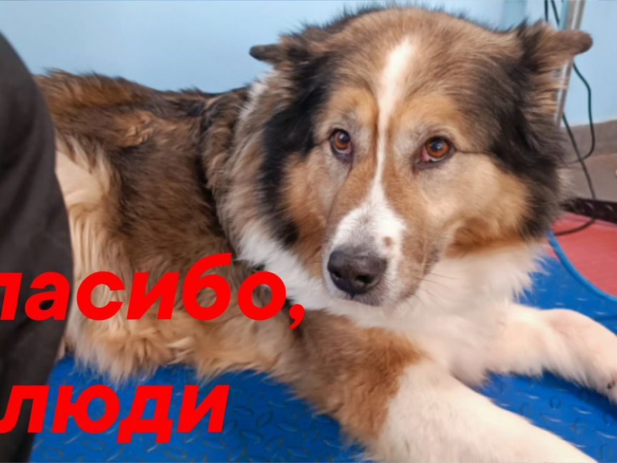 Собака в добрые руки отдам бесплатно