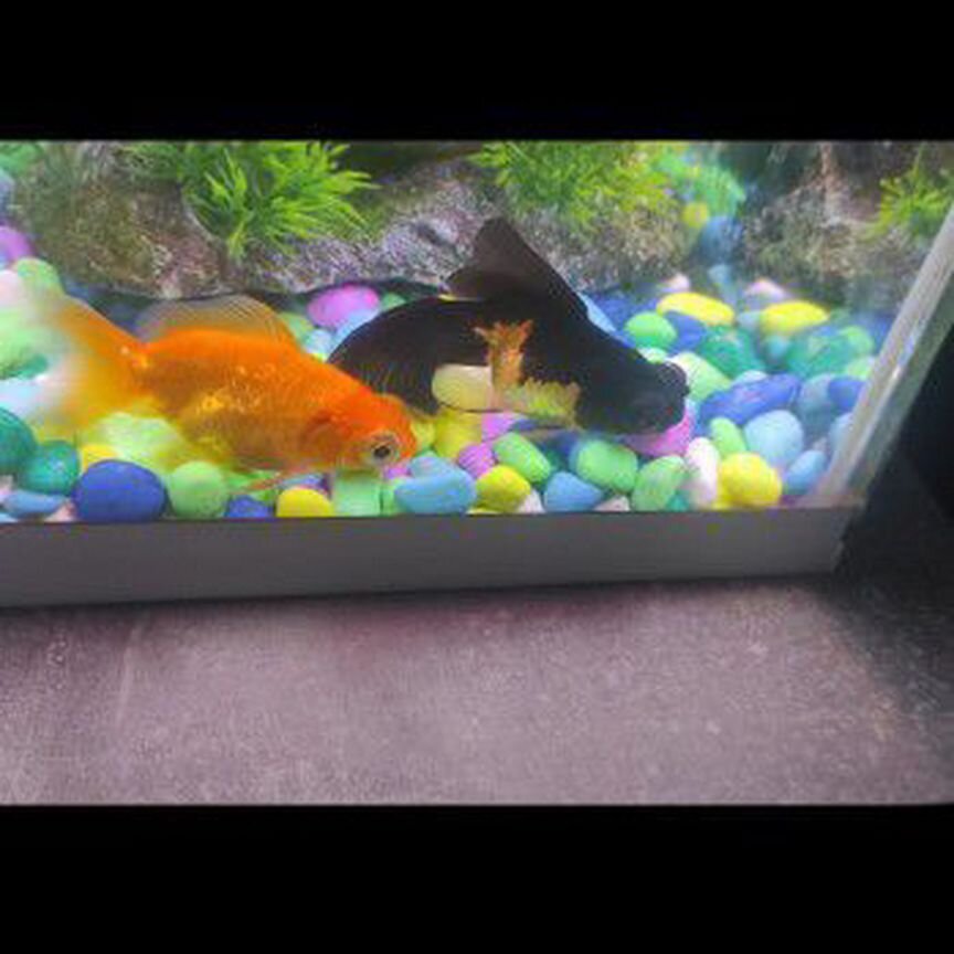 Отдам двух золотых рыбок