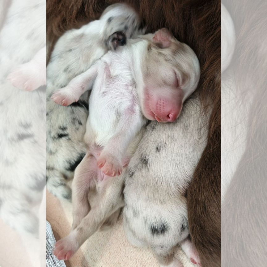 Австралийская овчарка, щенок