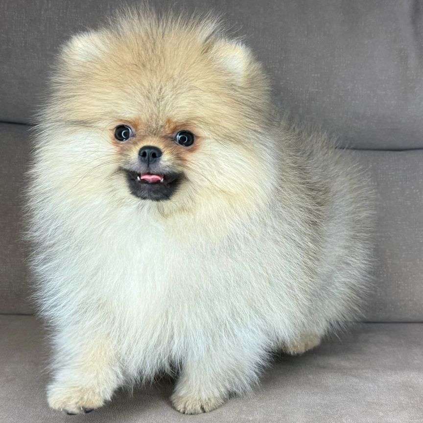 Померанский шпиц, щенок