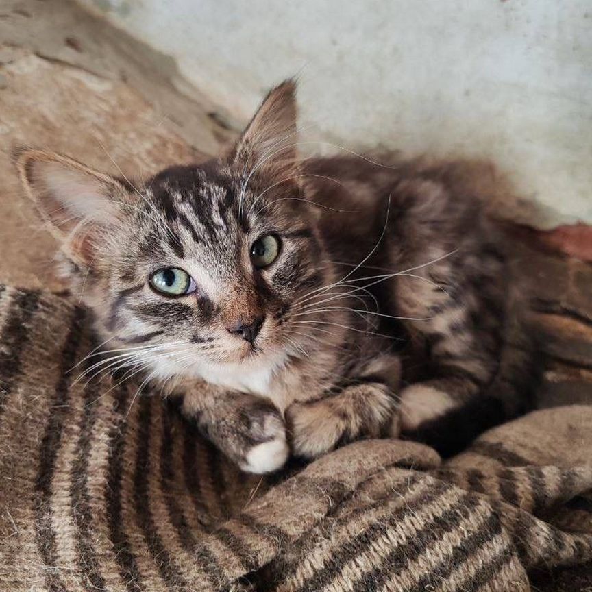 Котёнок в добрые руки