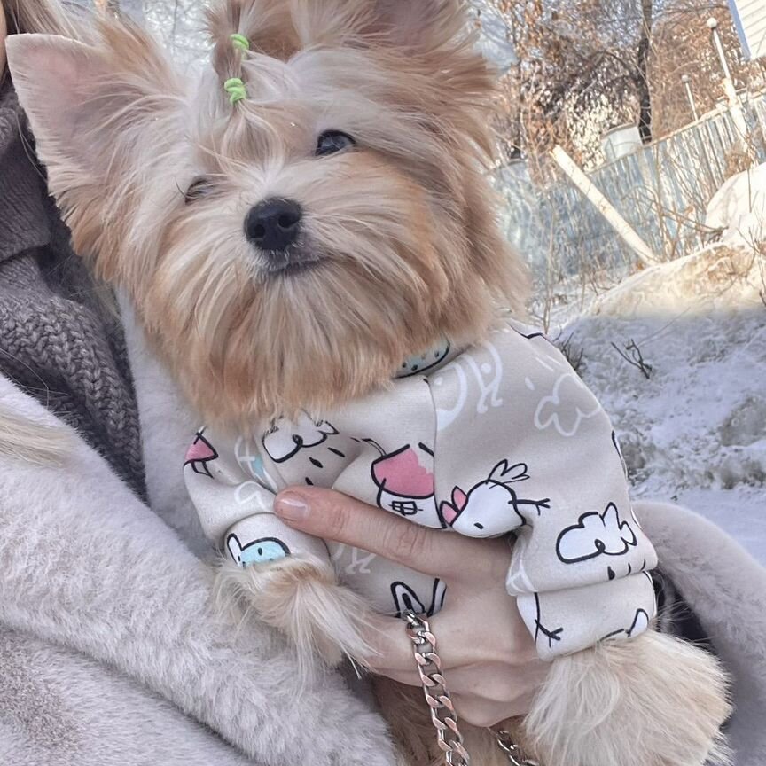 Толстовка кофта для собак маленьких