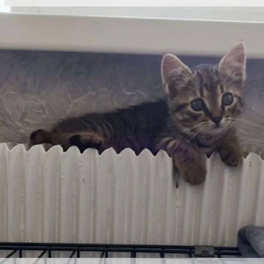 Котенок в добрые руки