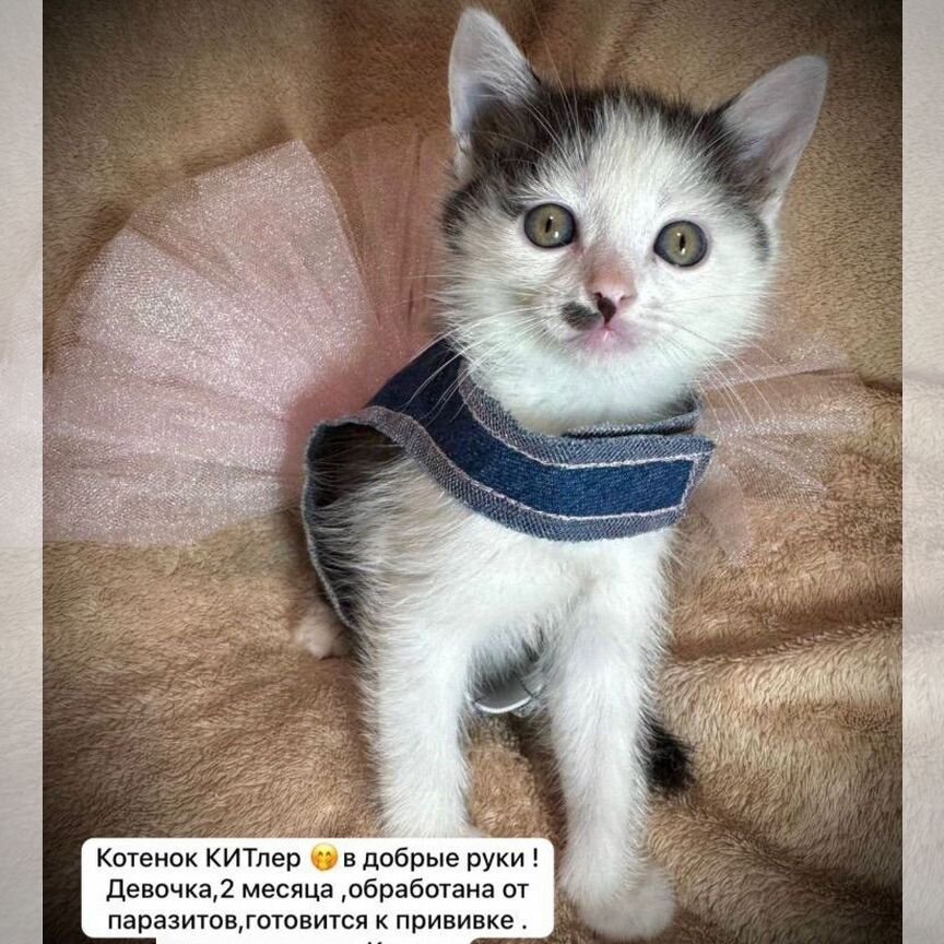 Котенок девочка в добрые руки