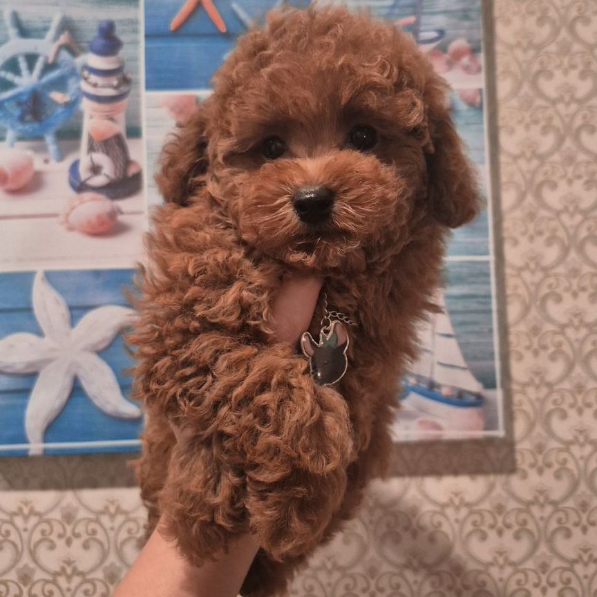 Той-пудель, щенок