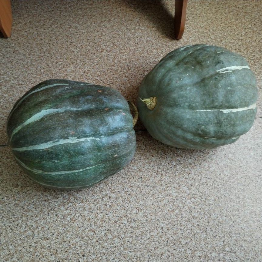 Тыква Витаминная