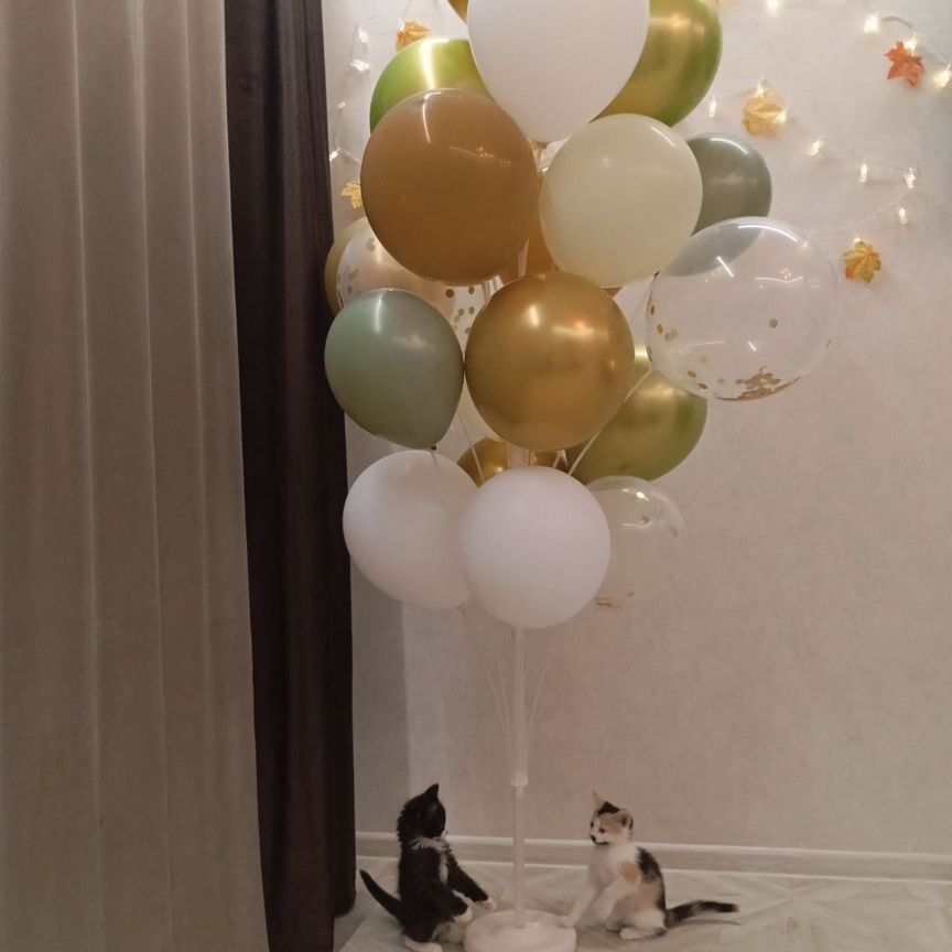 Котята в добрые руки бесплатно москва