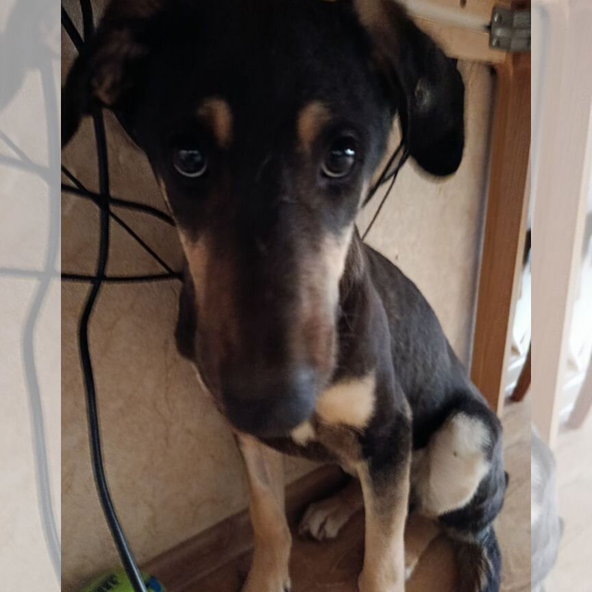 Щенок в добрые руки