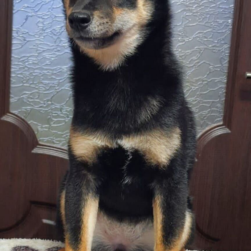 Шикарная сибушка ч-п