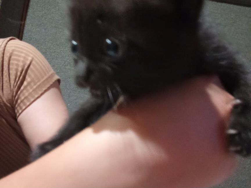 Черный котенок в добрые руки