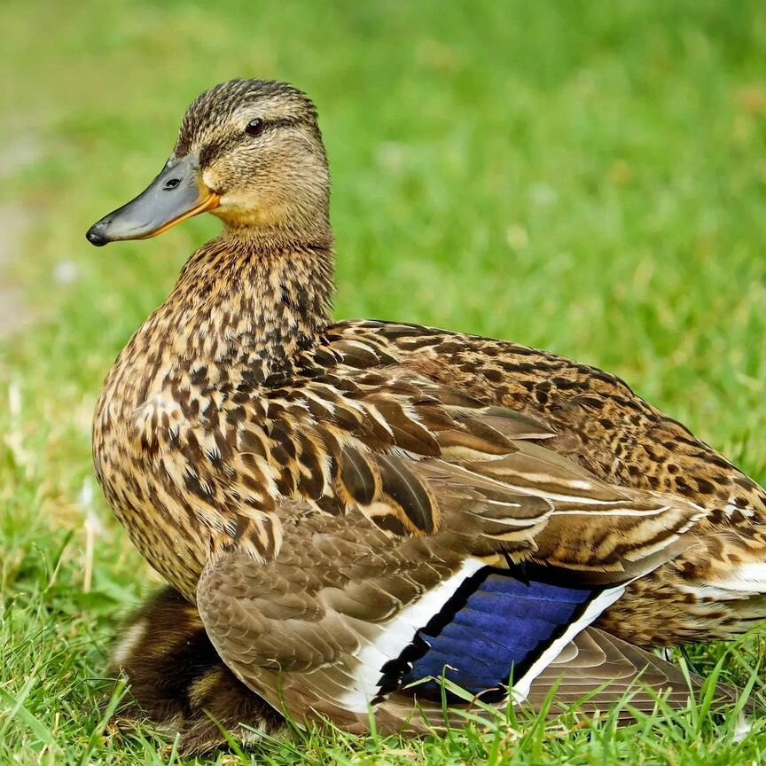 Подсадные утки