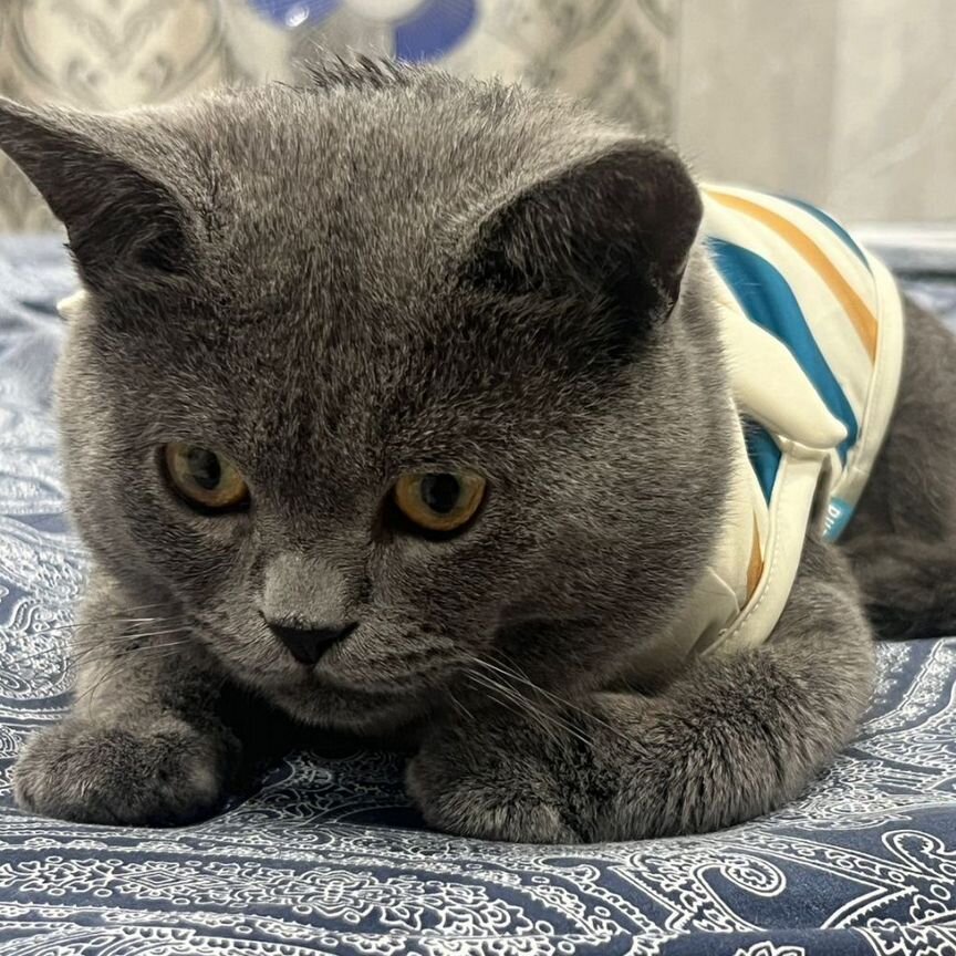 Отдам кота в добрые руки, британец