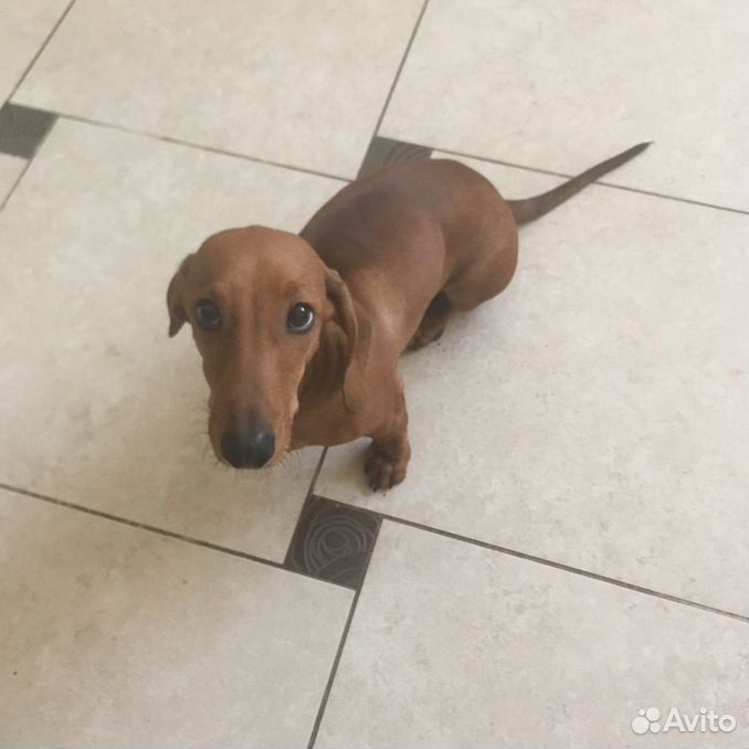 Кроличья длинношерстная такса