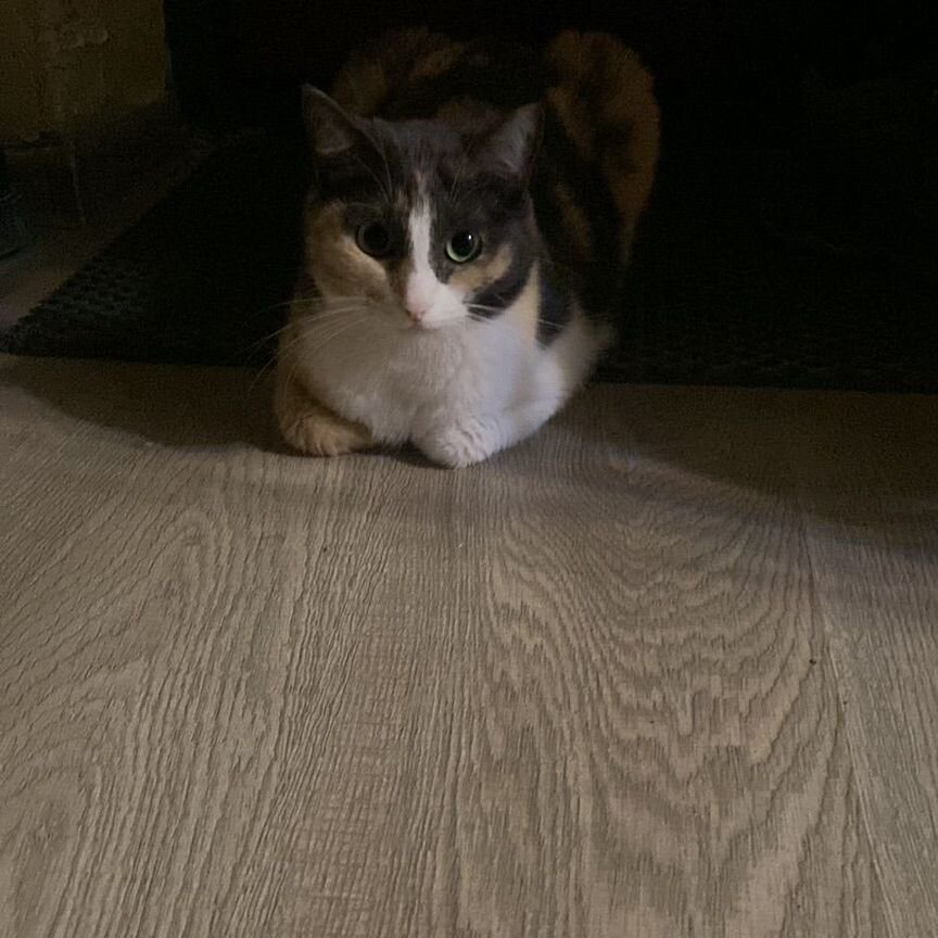 Котики бесплатно в добрые руки
