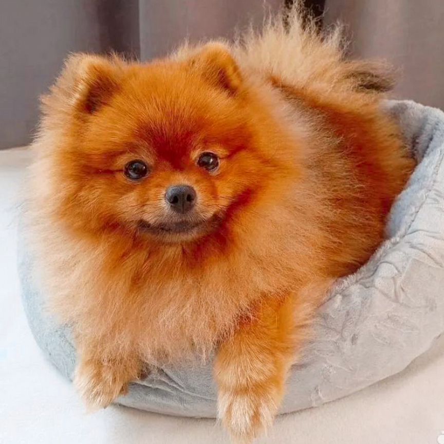 Лежанка для животных