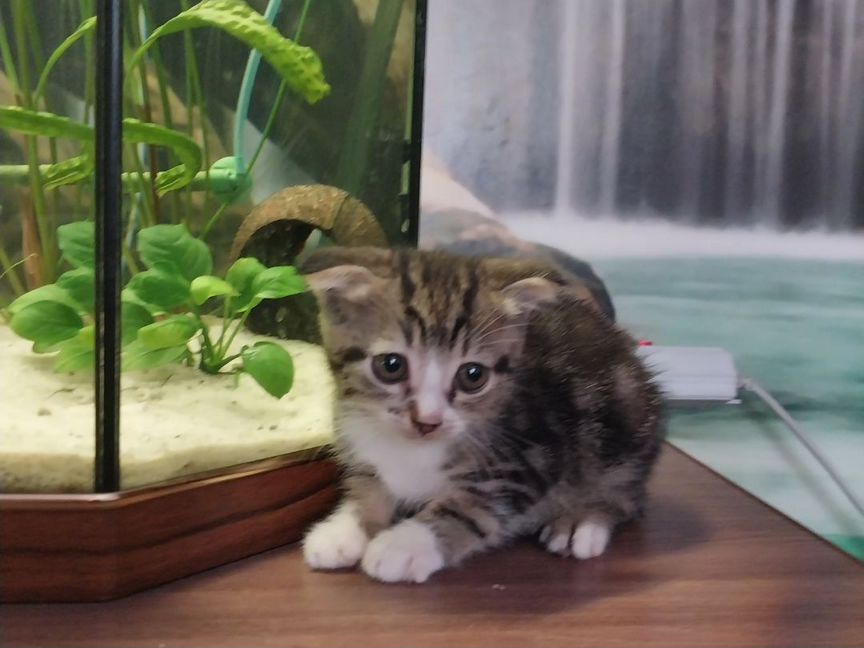 Вислоухие котята бесплатно