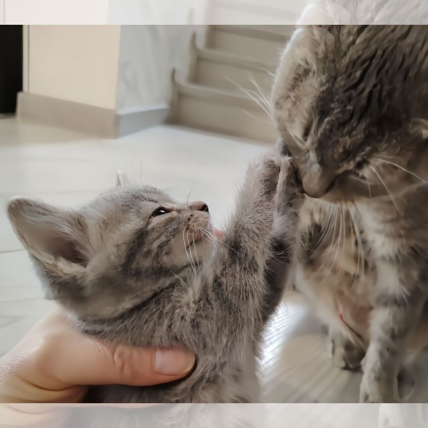 Котёнок в добрые руки