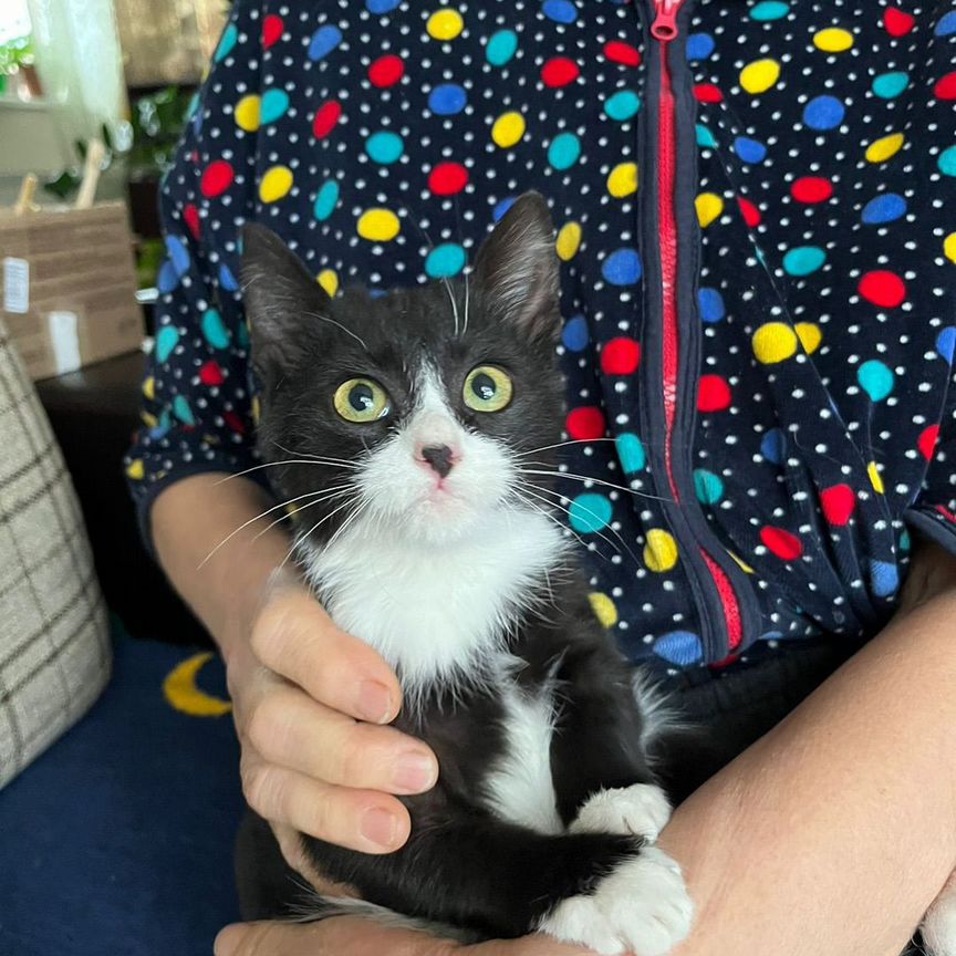 Котенок как из мультика. В дар