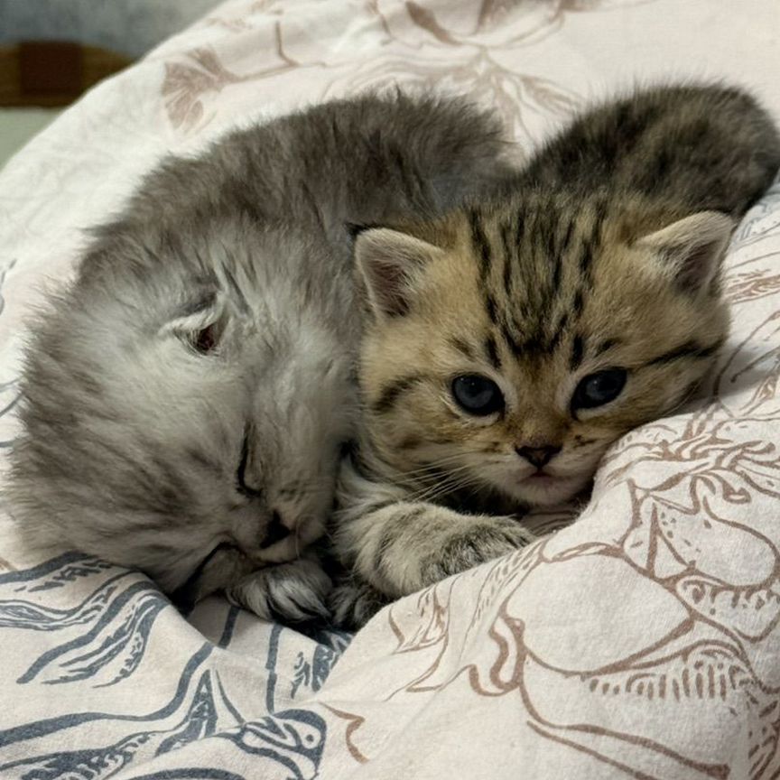 Шотландский прямоухий короткошёрстный котёнок