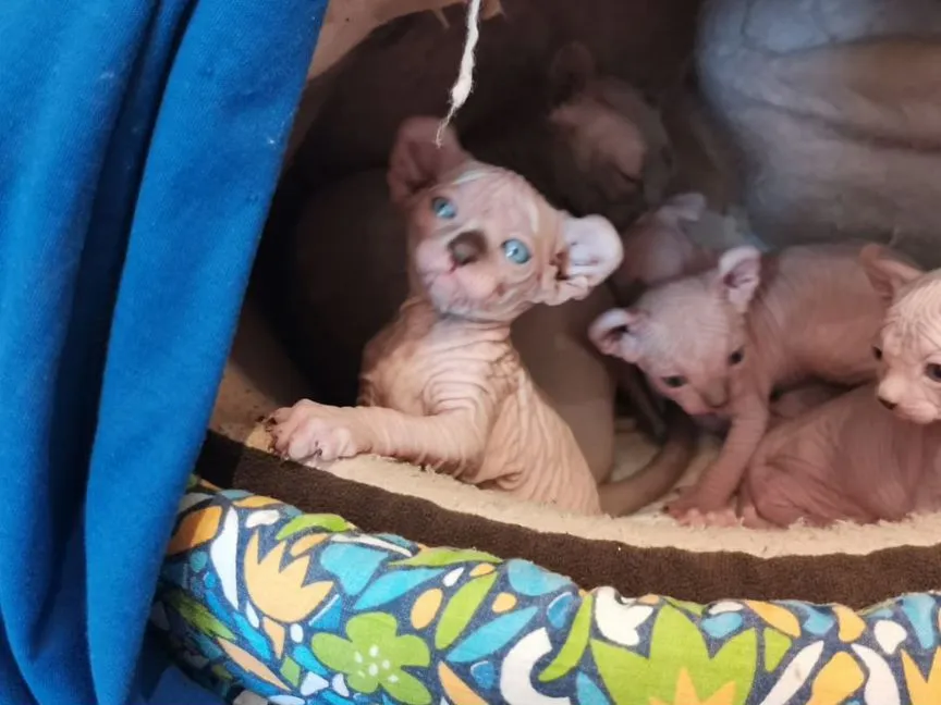 Эльфики котята