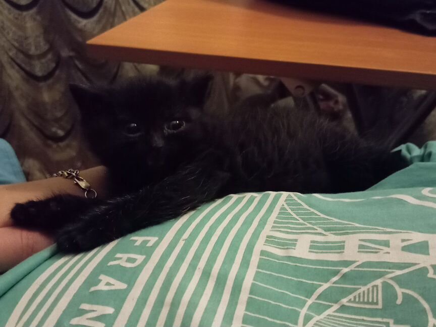 Котëнок чëрный с белым пятнышком, девочка