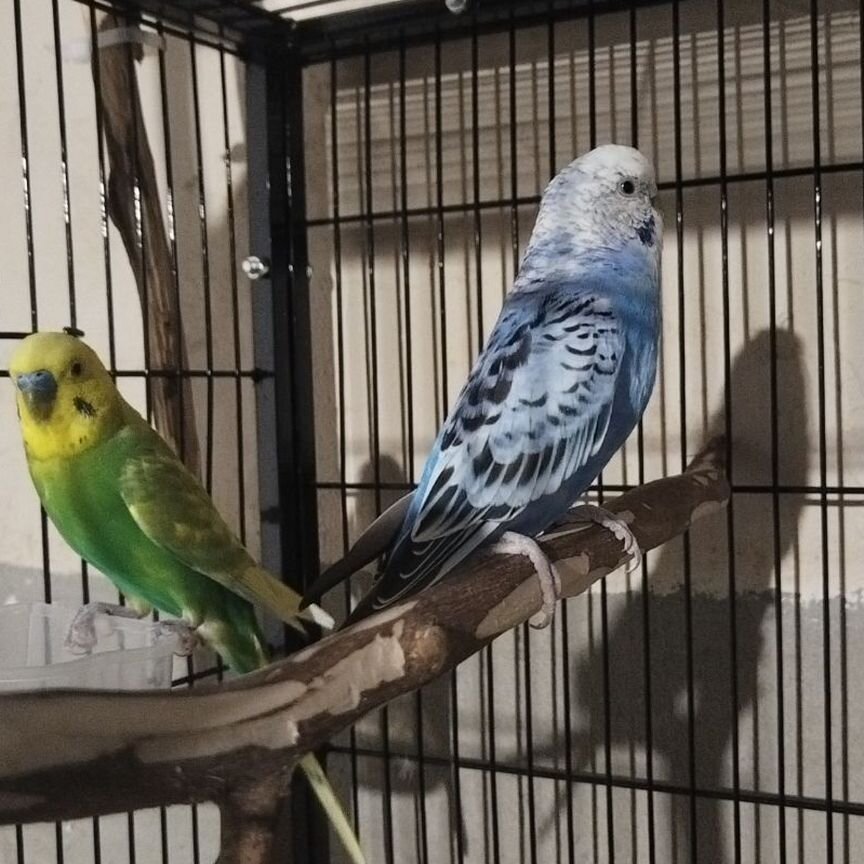 Волнистый попугай