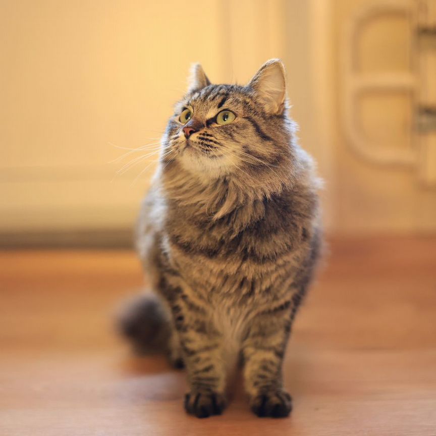 Красотка Фифа ищет своего человека