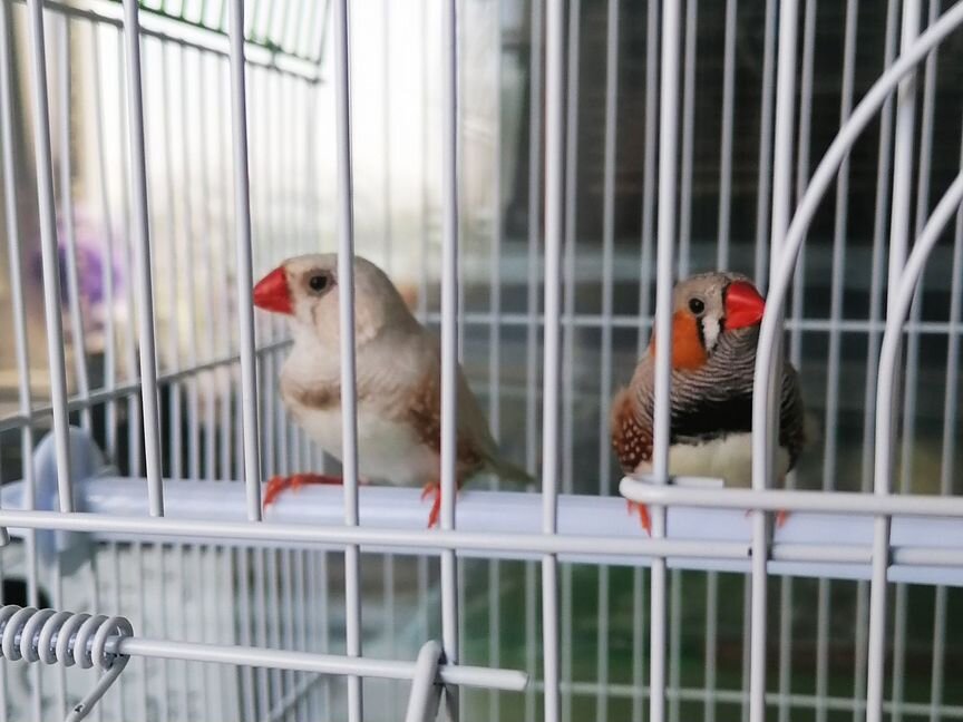 Зебровые амадины (самец и самка), с клеткой