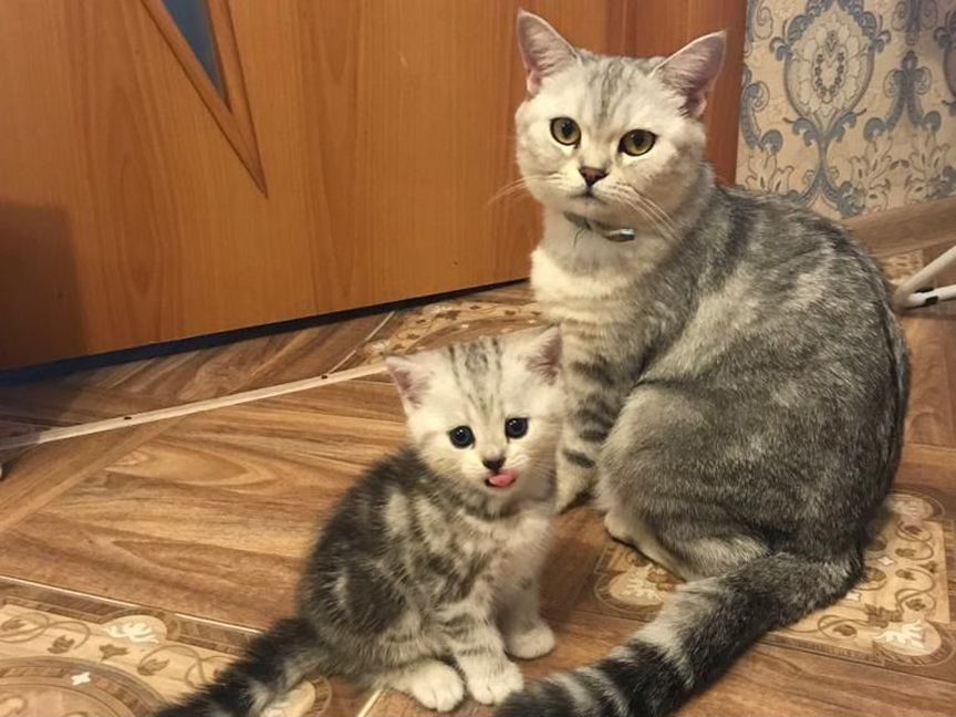 Котенок британской породы
